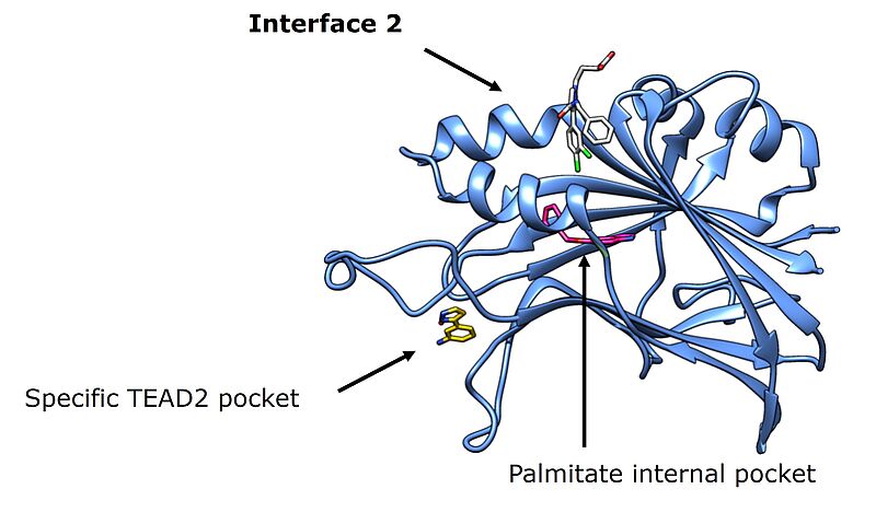 TEAD modulators: lilncog